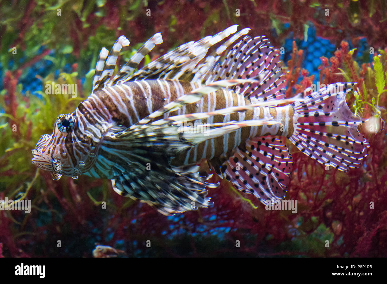 Closeup lionfish hi-res stock photography and images - Alamy