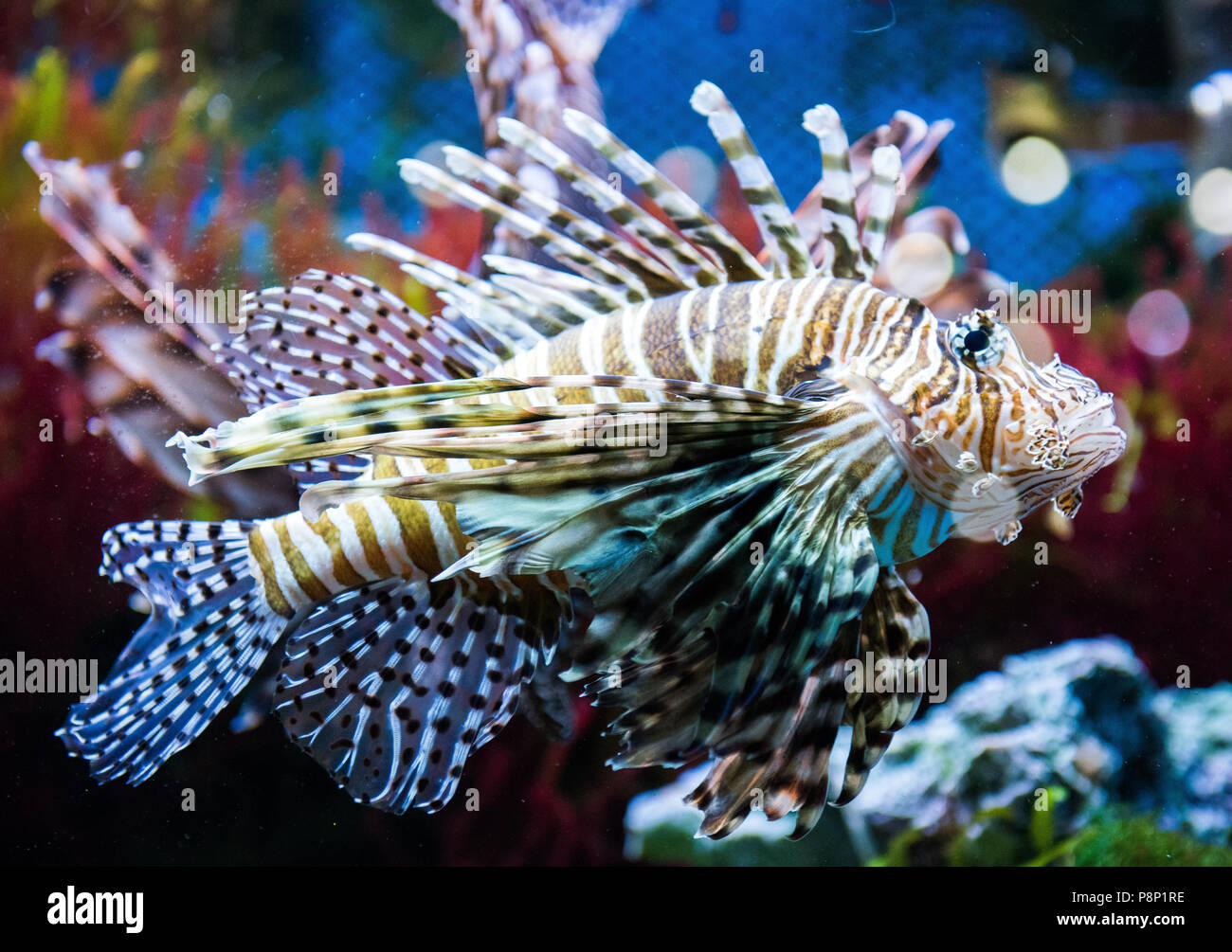 Lionfish aquatic fish aquarium hi-res stock photography and images - Alamy