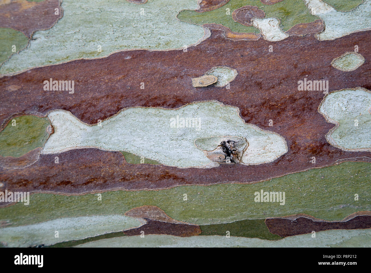 Colourful bark on a tree is in the shape of a fish Stock Photo - Alamy