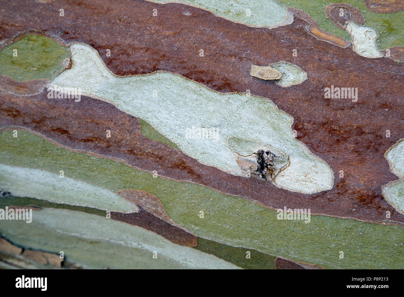 Colourful bark on a tree is in the shape of a fish Stock Photo - Alamy