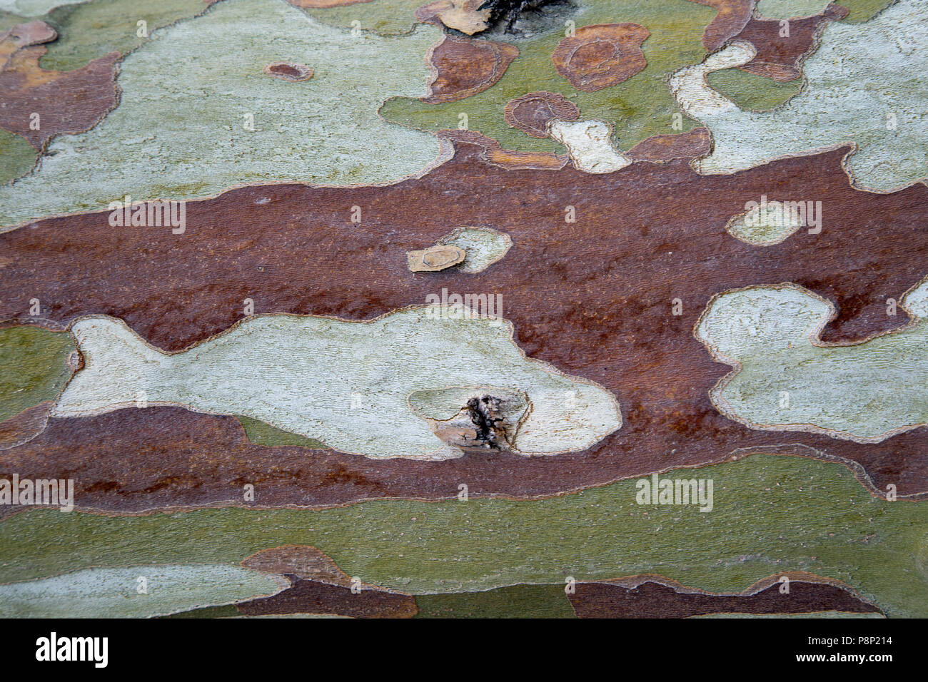 Colourful bark on a tree is in the shape of a fish Stock Photo - Alamy