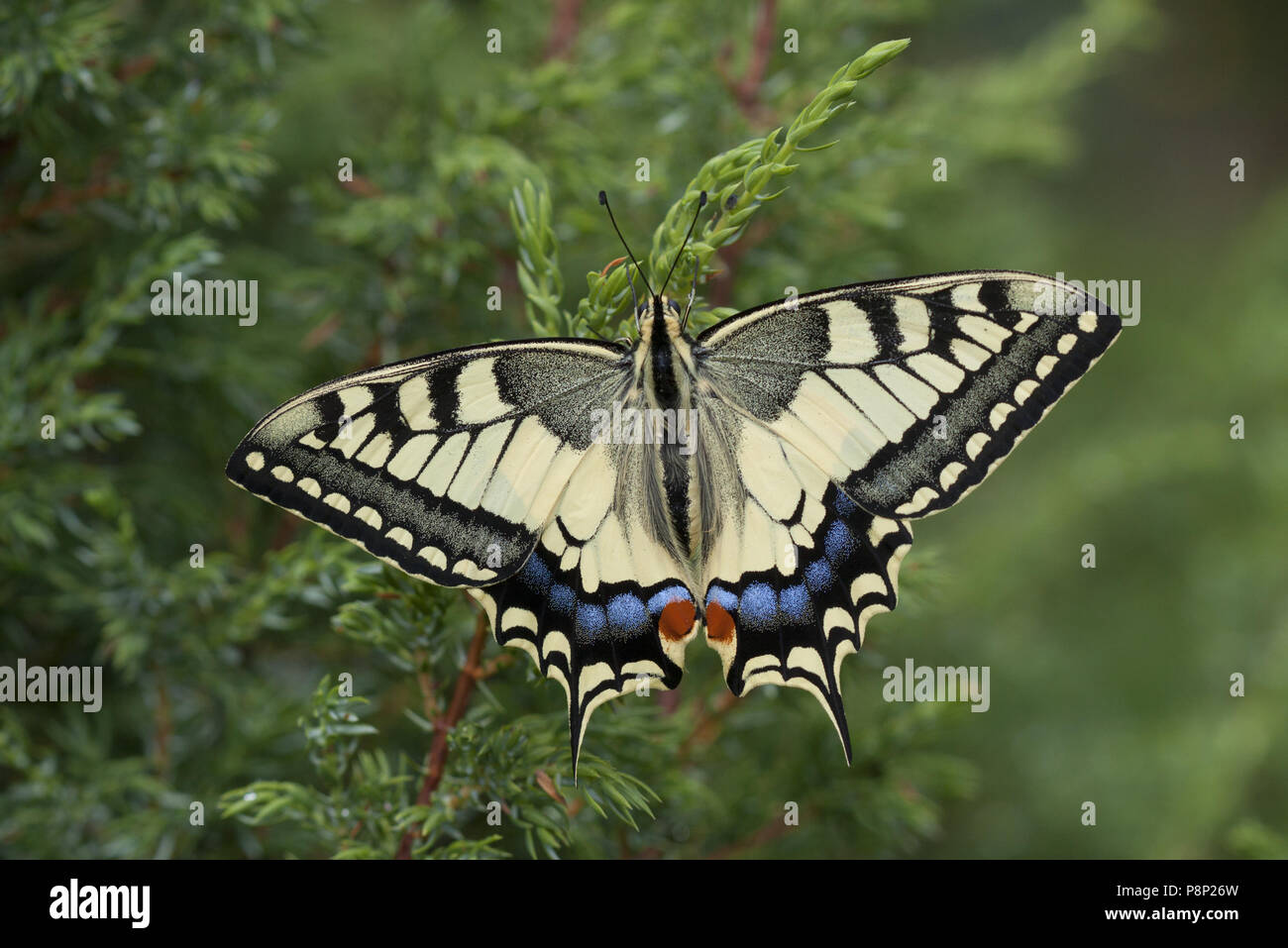 Papilionidae swallowtails hi-res stock photography and images - Alamy