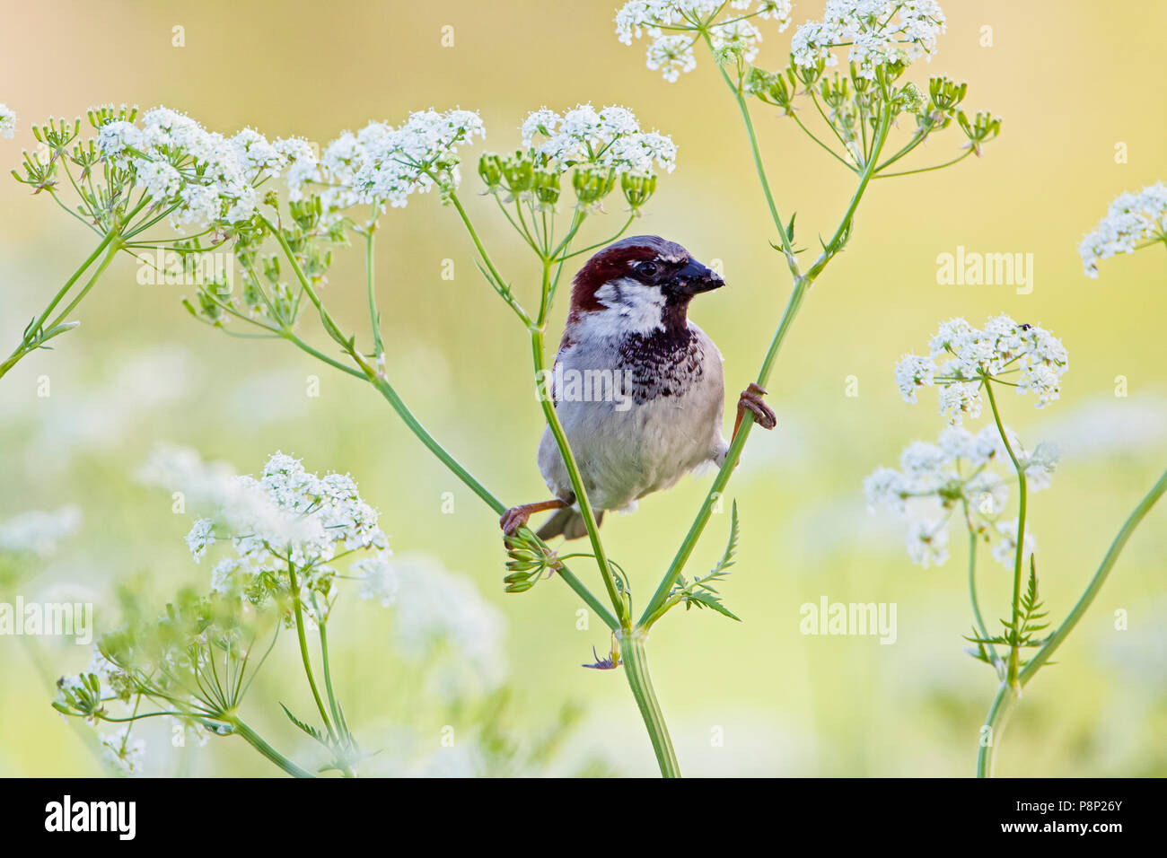 Sparrows and flowers hi-res stock photography and images - Alamy