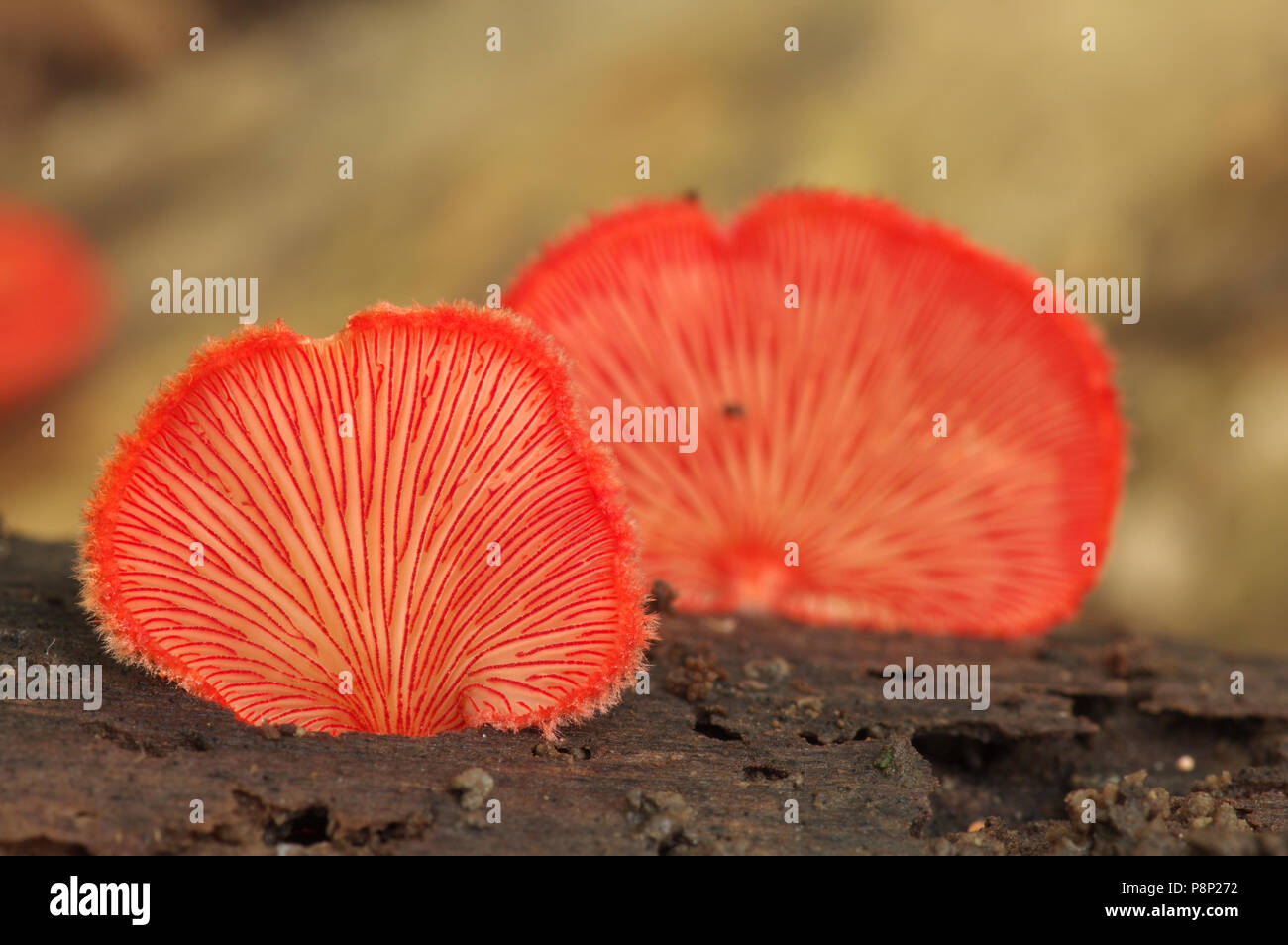 Cinnabar hi-res stock photography and images - Alamy
