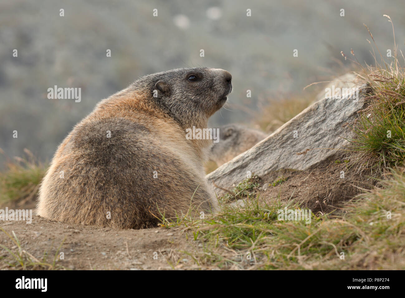 Central europe nature hi-res stock photography and images - Alamy