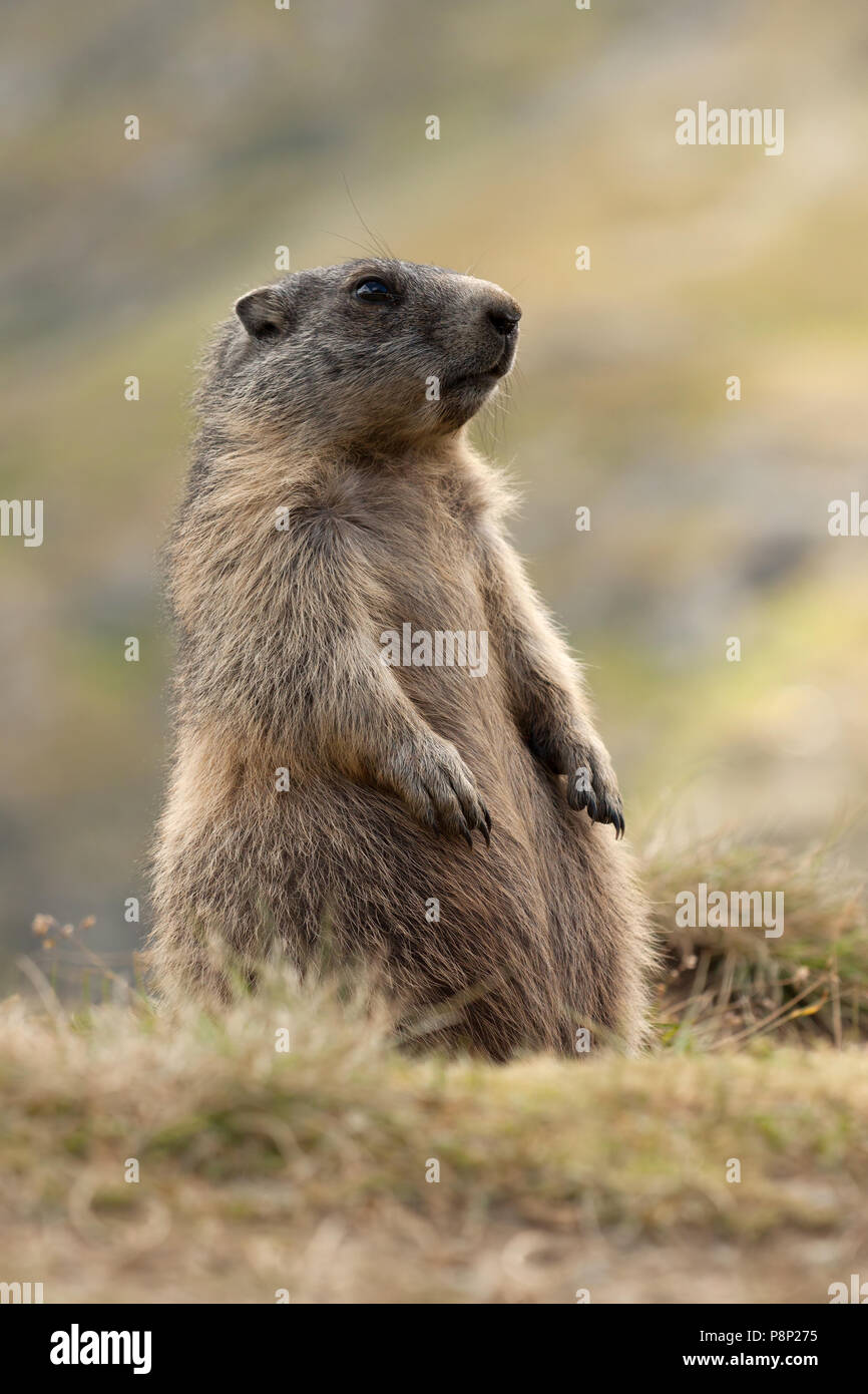 Alpine Marmot in habitat Stock Photo - Alamy
