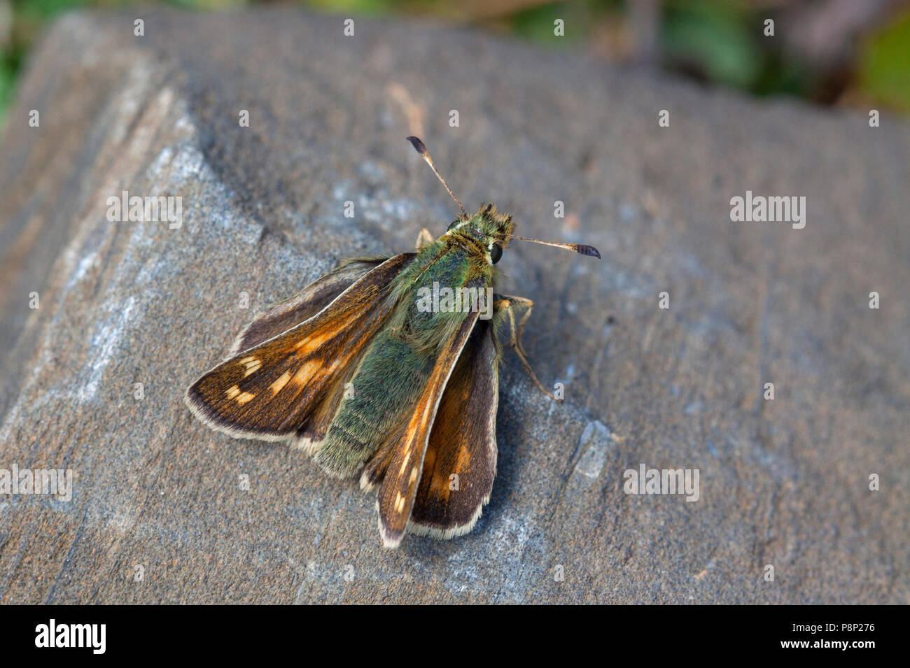 Skipper insect hi-res stock photography and images - Alamy