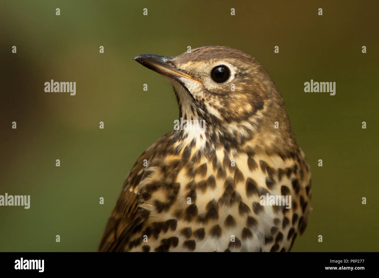 Thrush front view hi-res stock photography and images - Alamy