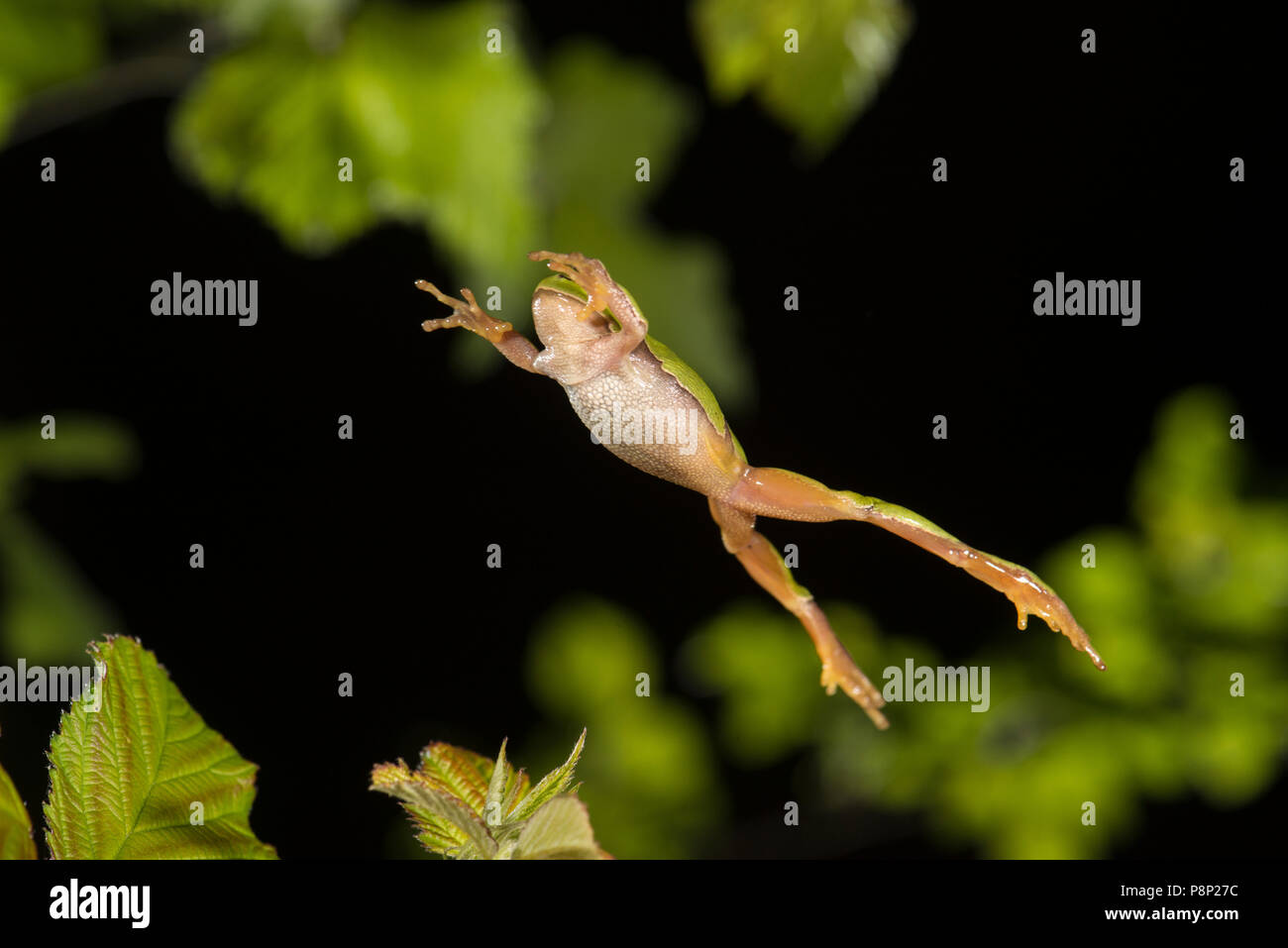 Leaping frog hi-res stock photography and images - Alamy
