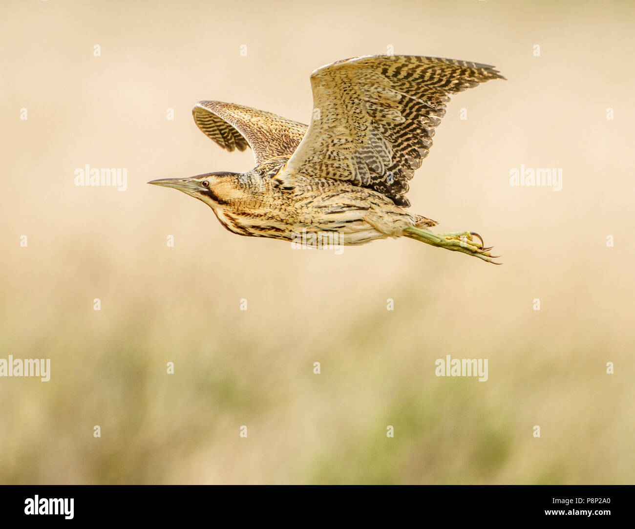 Flying Great Bittern Stock Photo - Alamy