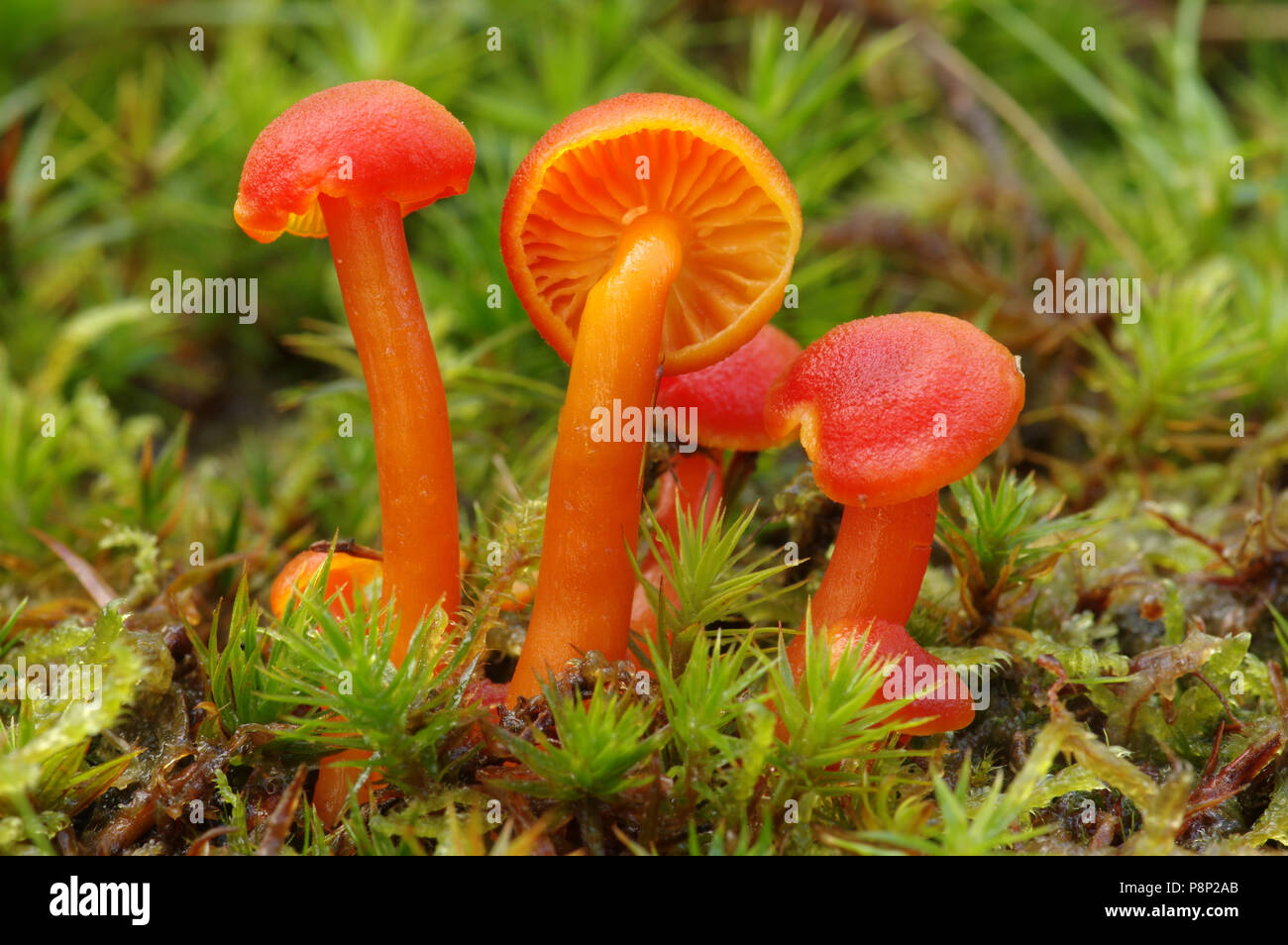 Scarlet waxcap hi-res stock photography and images - Alamy