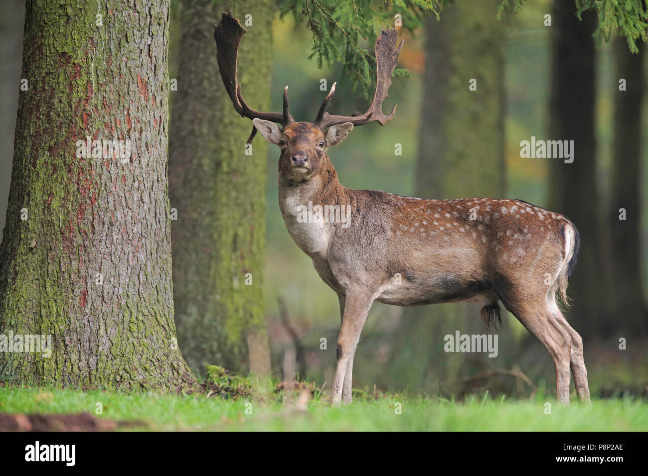 Fallow deer stag staring proudly in the lens Stock Photo - Alamy