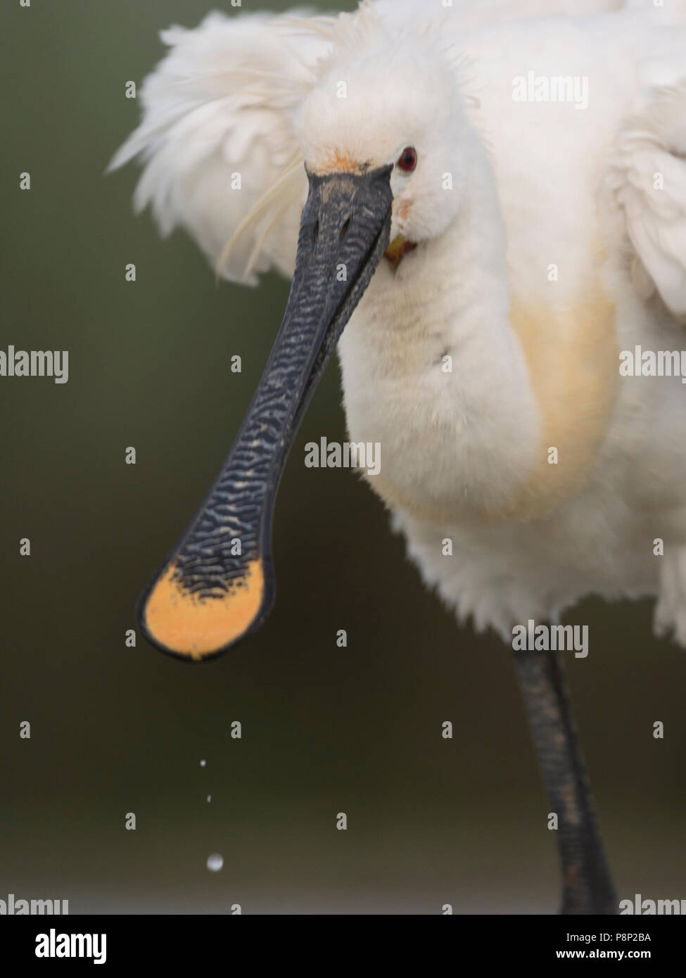 Spoonbill wildlife hi-res stock photography and images - Alamy