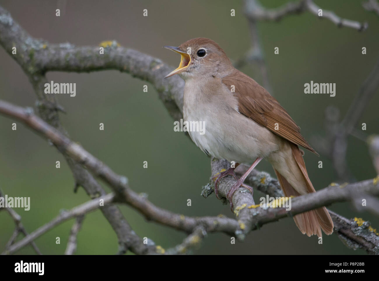 Common nightingale singing hi-res stock photography and images - Alamy