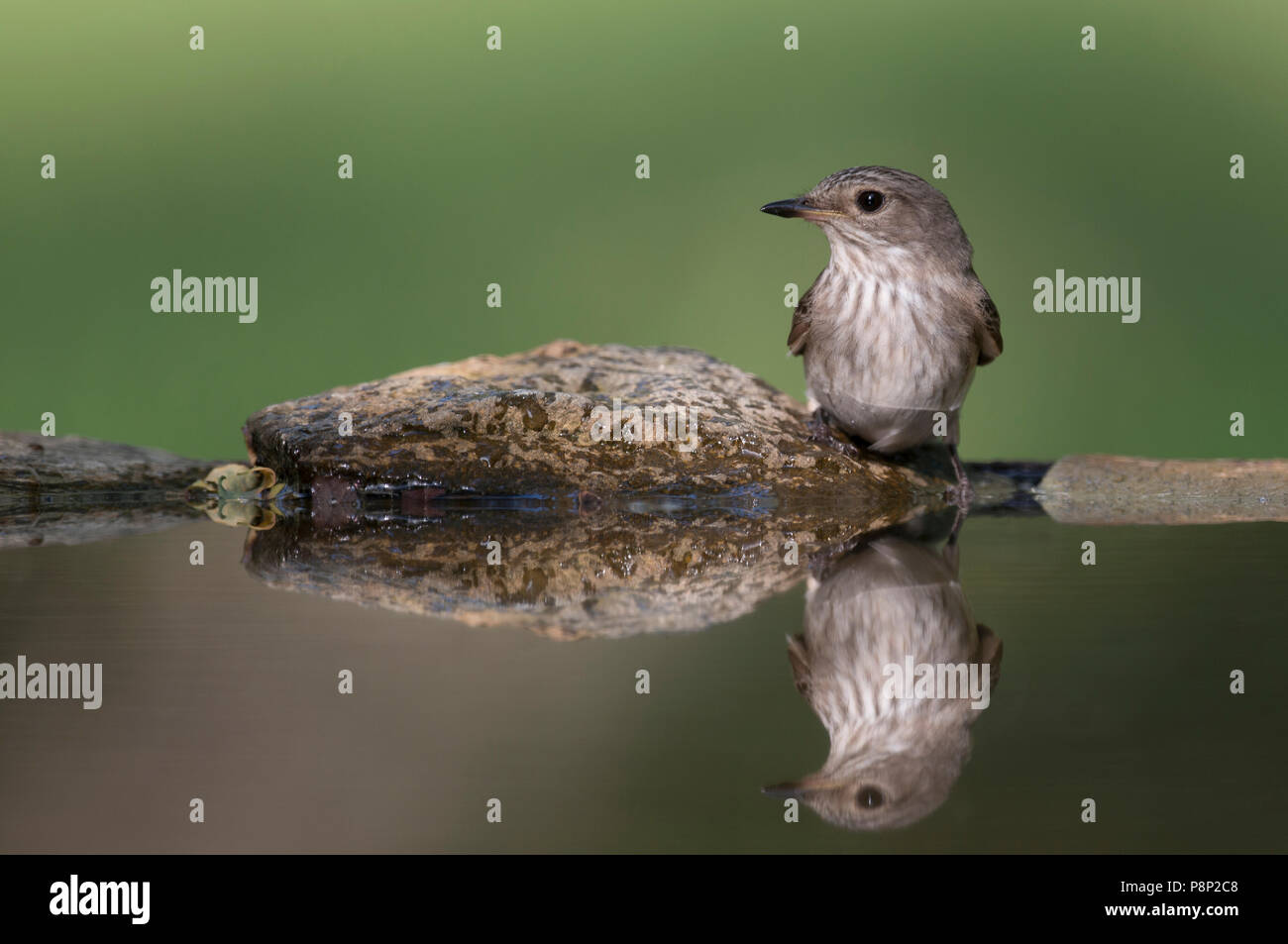 Spotted Flycatcher at forest pool Stock Photo - Alamy
