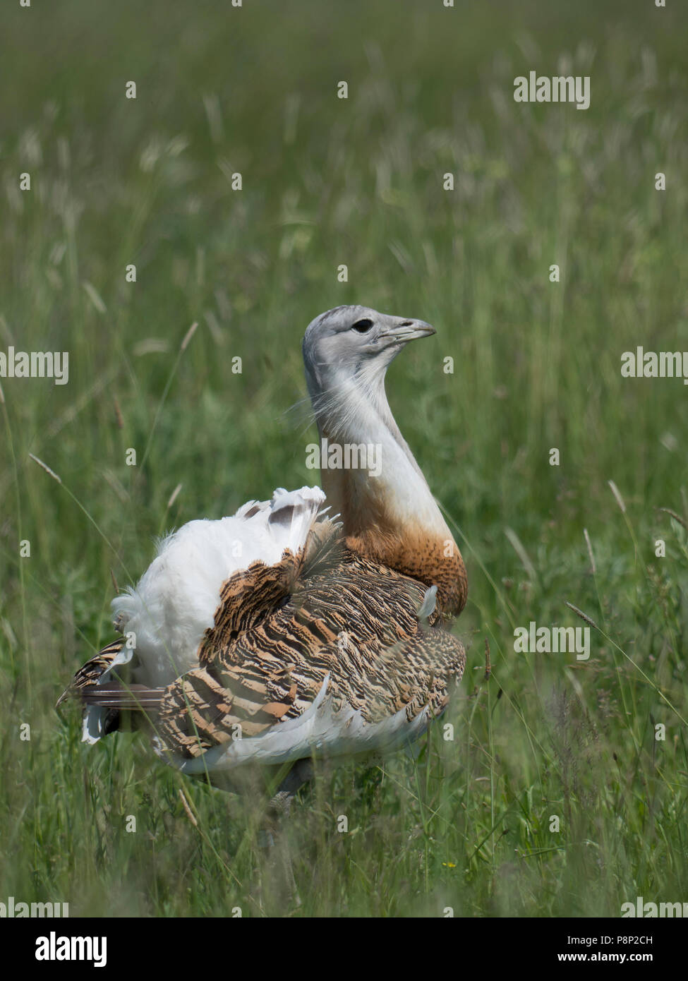 Bustards hi-res stock photography and images - Alamy