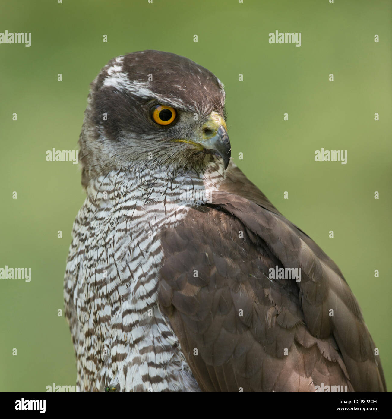 Goshawk head shot Stock Photo - Alamy