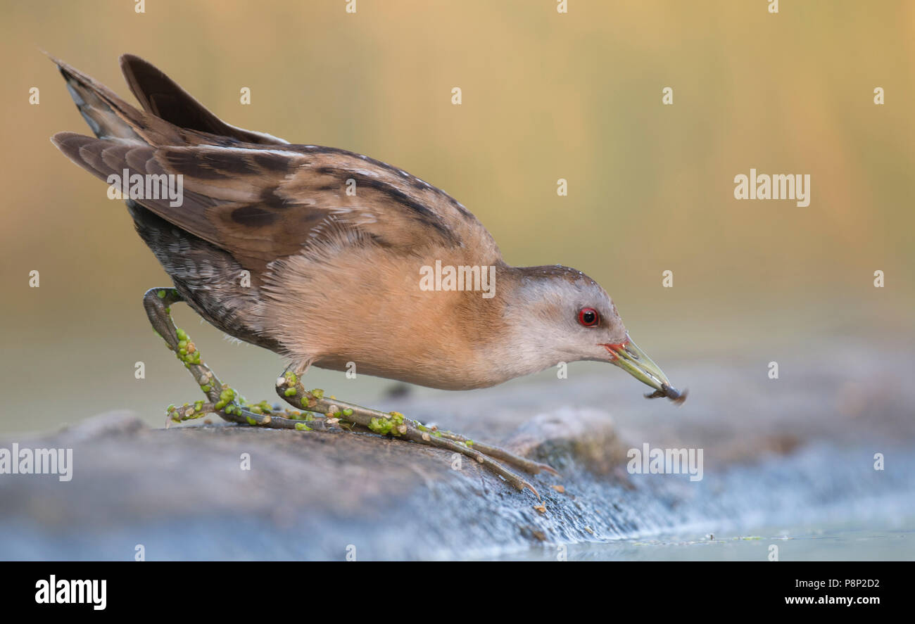 Rail crake hi-res stock photography and images - Alamy