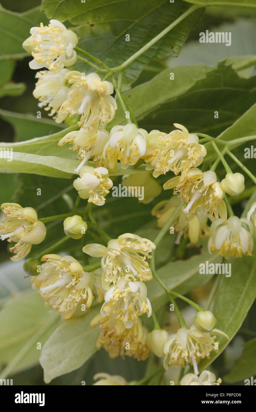 The large leaved lime hi-res stock photography and images - Alamy