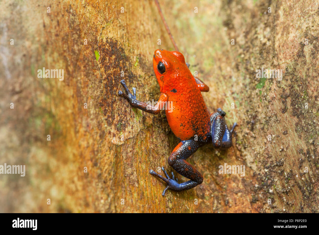 Strawberry Poison Arrow Frog