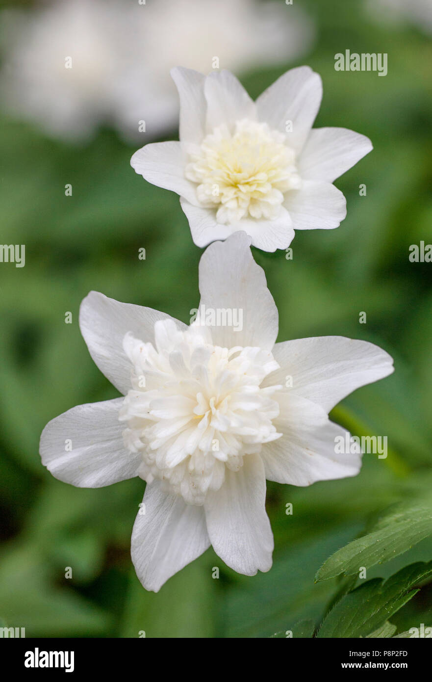 double-flowered wood anemone in the open garden 'de vierde sortie' in ...