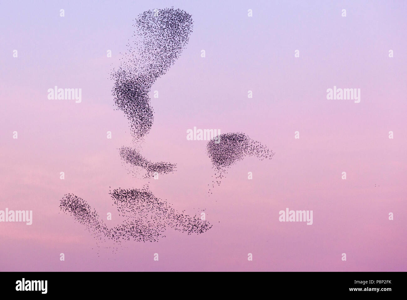 large flock of flying common starlings Stock Photo - Alamy