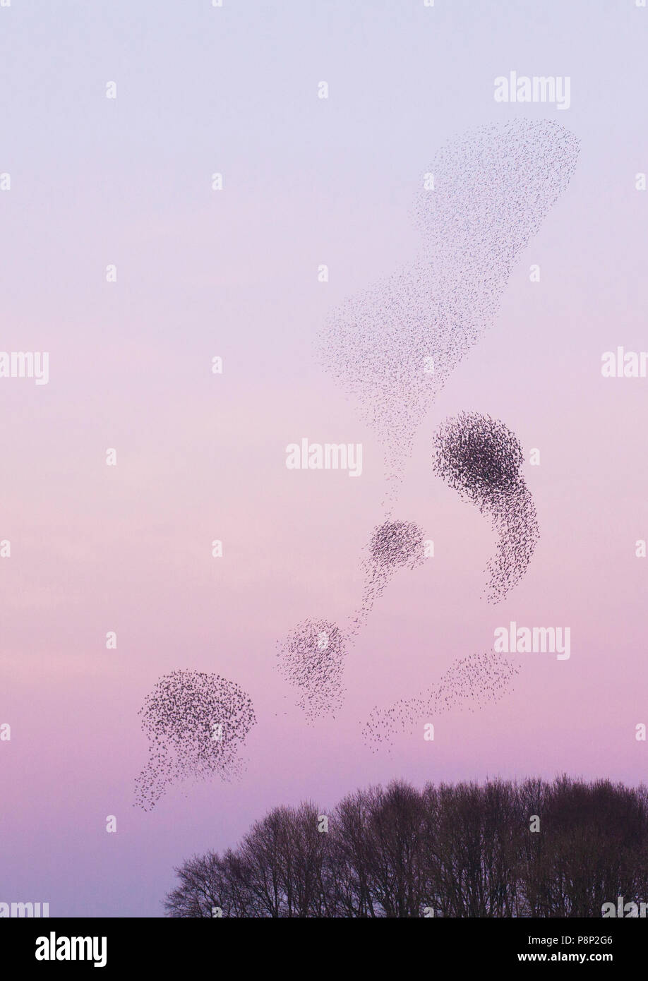 Starlings migration hi-res stock photography and images - Alamy