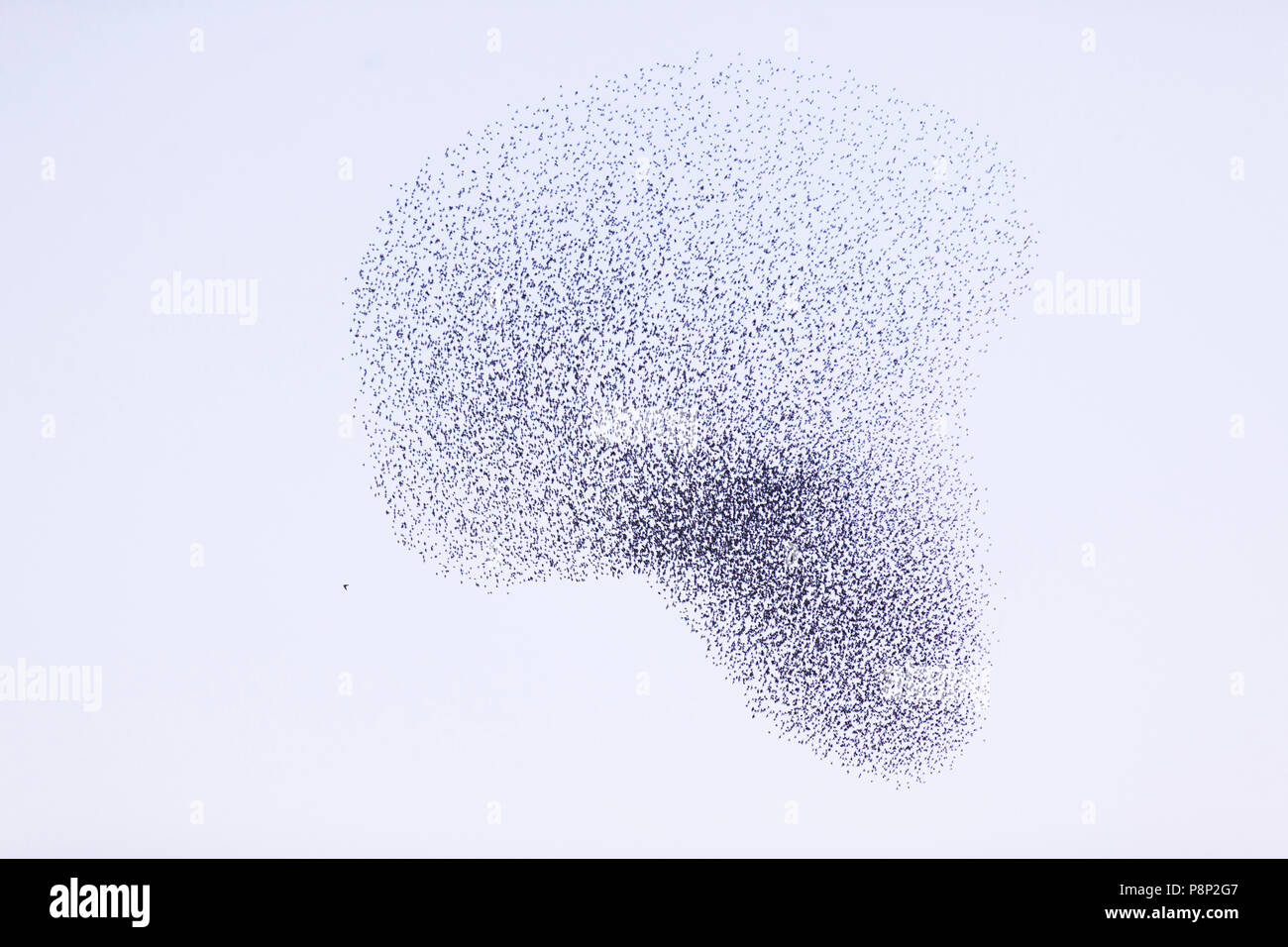 large flock of flying common starlings Stock Photo - Alamy