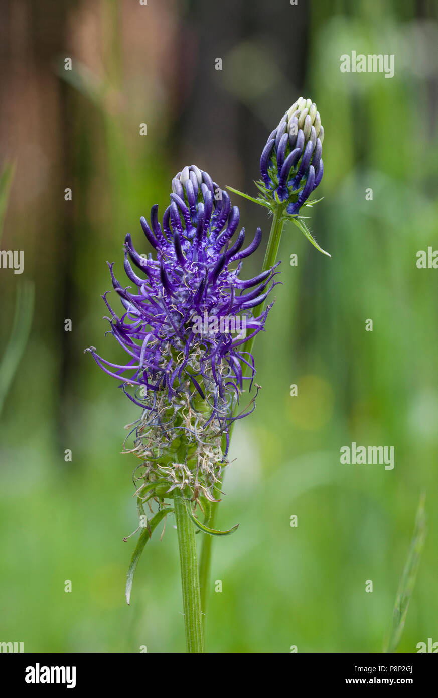 Black Rampion in the German landscape of the Eifel Stock Photo - Alamy