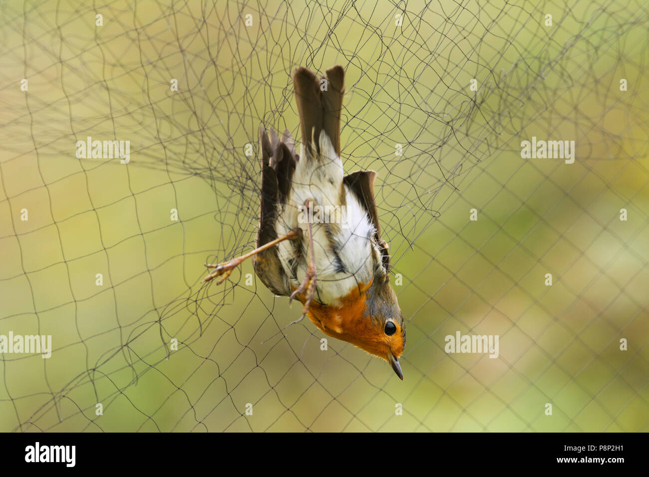 Mist net hi-res stock photography and images - Alamy
