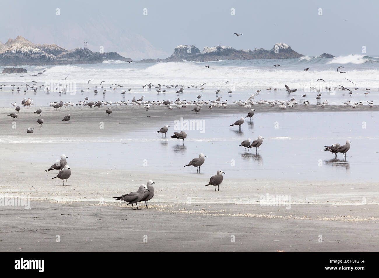 Grey gull leucophaeus modestus hi-res stock photography and images - Alamy
