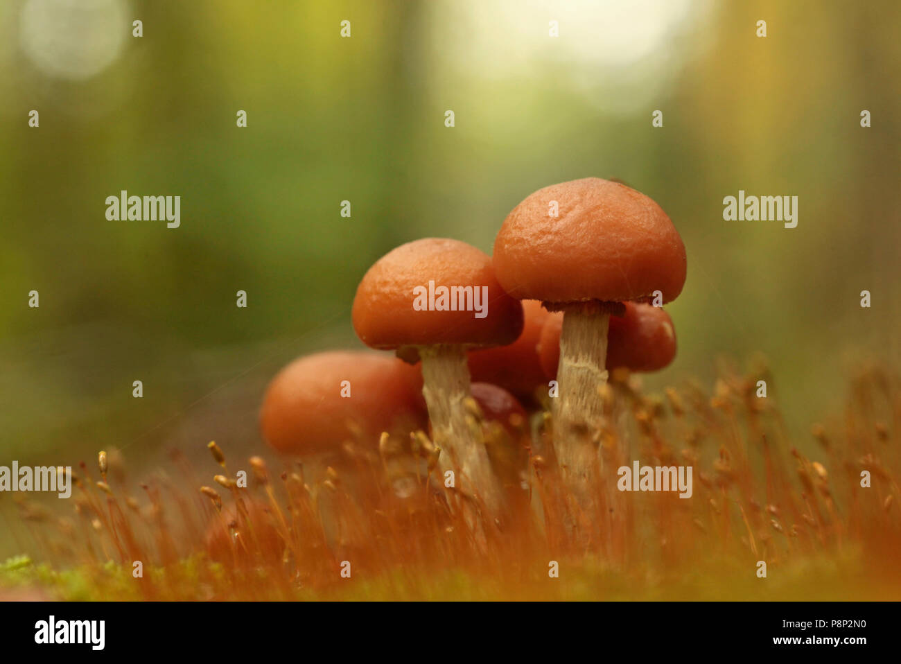 Deadly Galerina between moss on a stem of a fallen beech Stock Photo ...