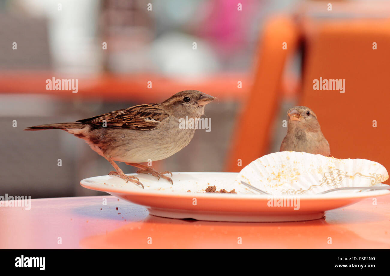 House sparrows eating the crumbs of a plate Stock Photo - Alamy