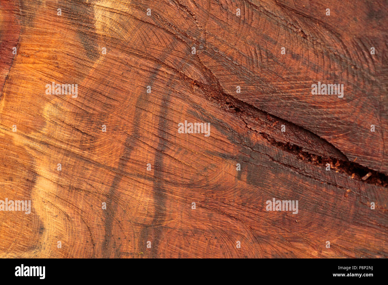 Tree cross section oak hi-res stock photography and images - Alamy