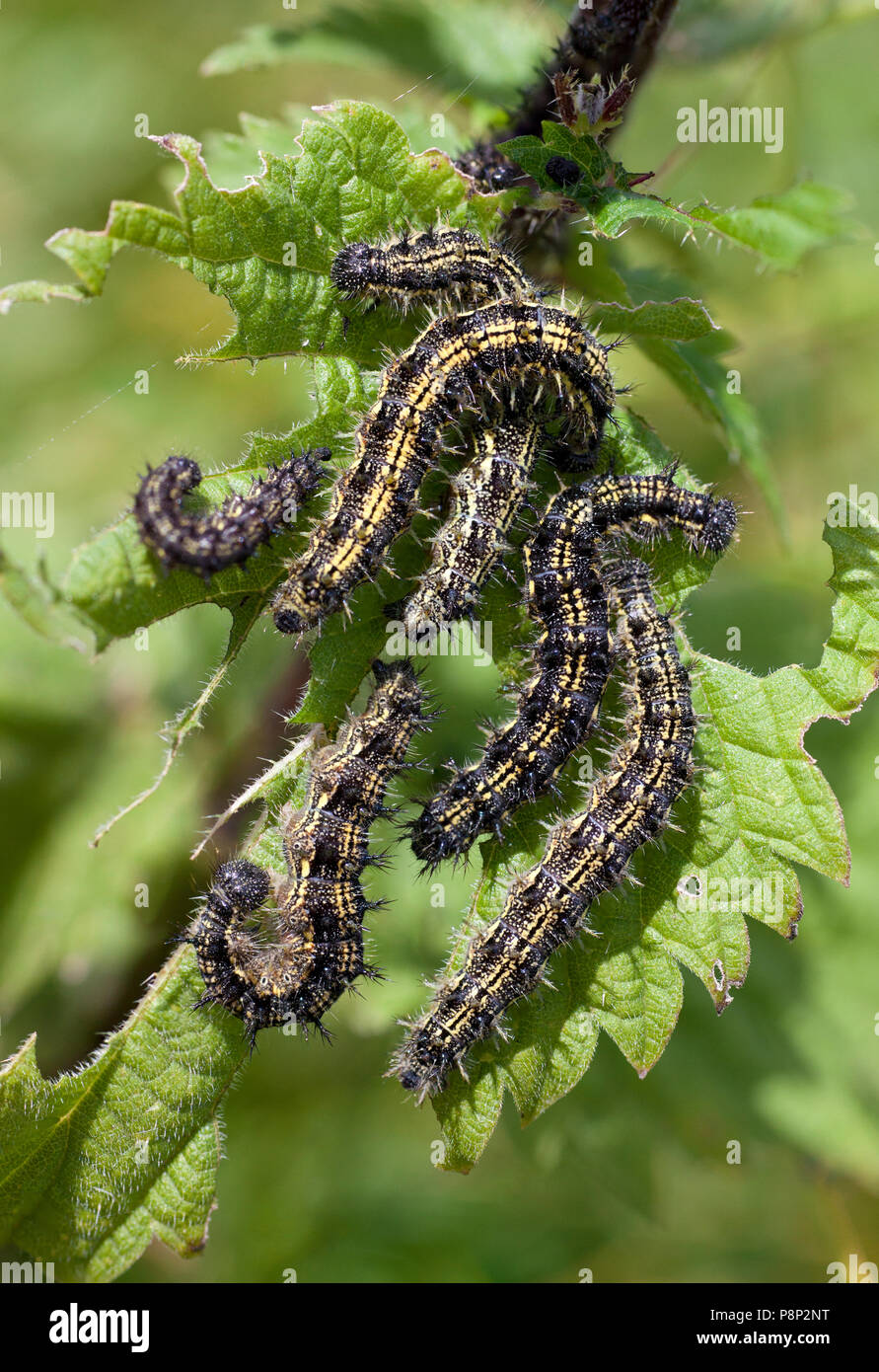 Nettles butterfly hi-res stock photography and images - Alamy