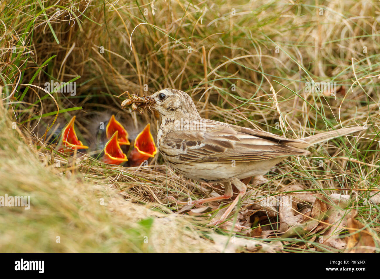 Meadow pipit nest hi-res stock photography and images - Alamy