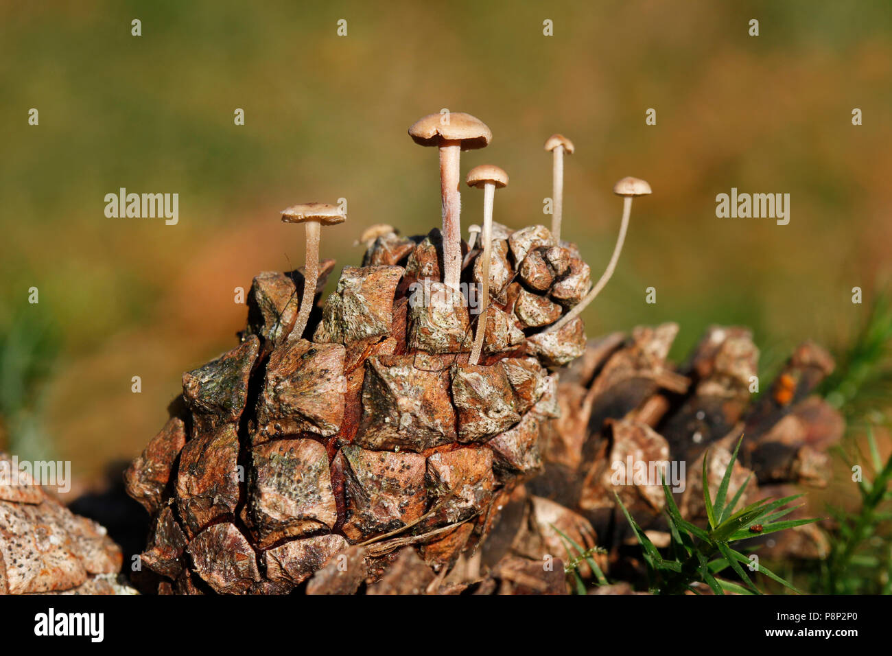 Conifercone cap hi-res stock photography and images - Alamy