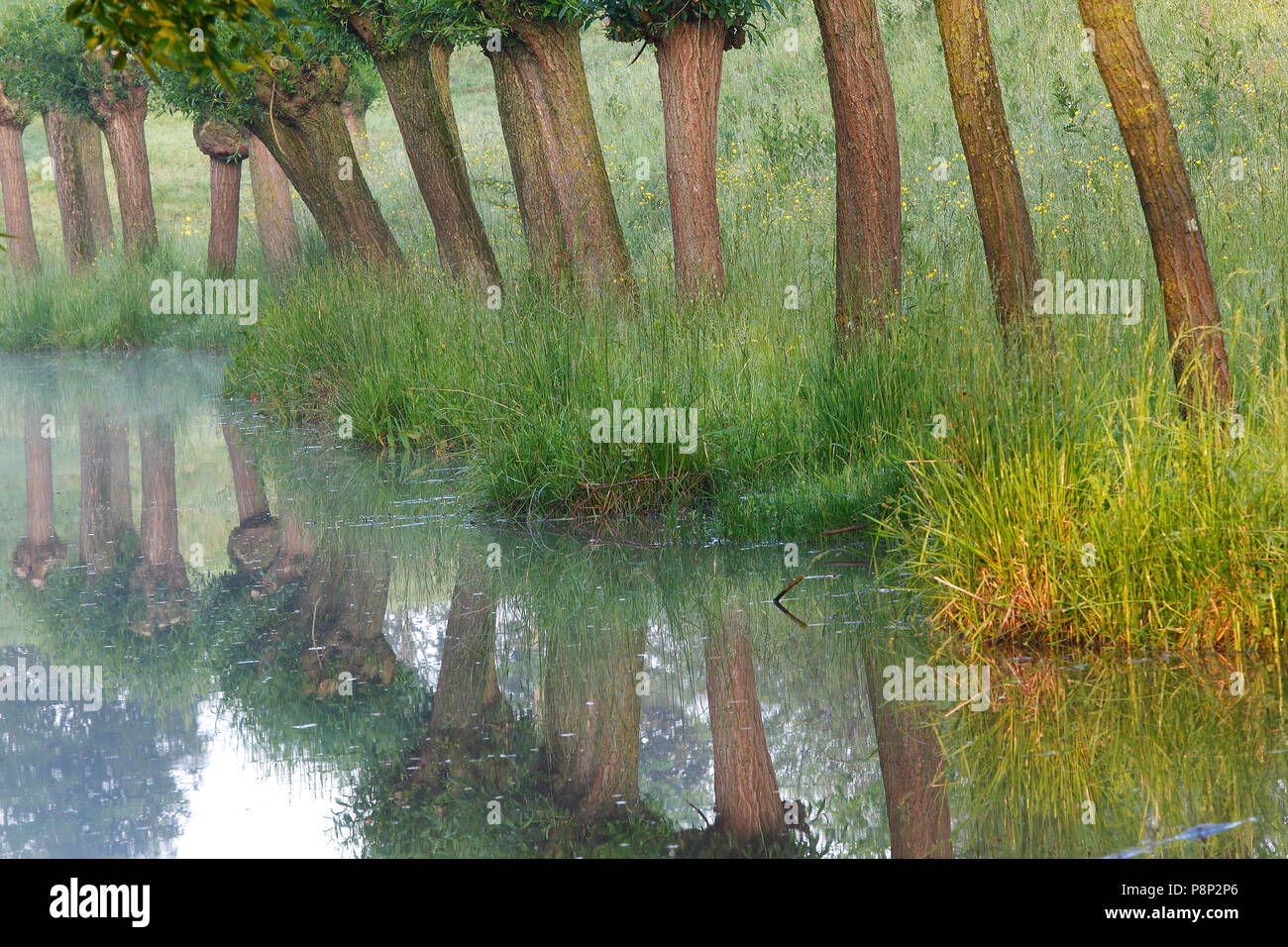 Willow swamp hi-res stock photography and images - Alamy