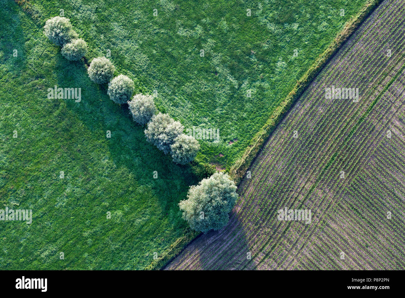 Aerial View Row Trees Agriculture High Resolution Stock Photography and ...