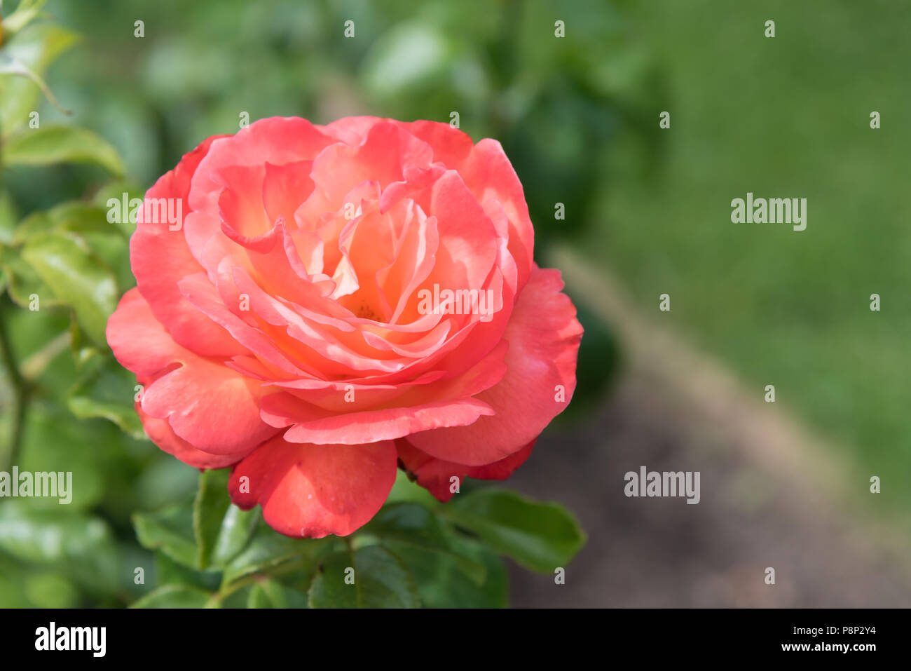 Single large vibrant pink rose in full bloom Stock Photo - Alamy