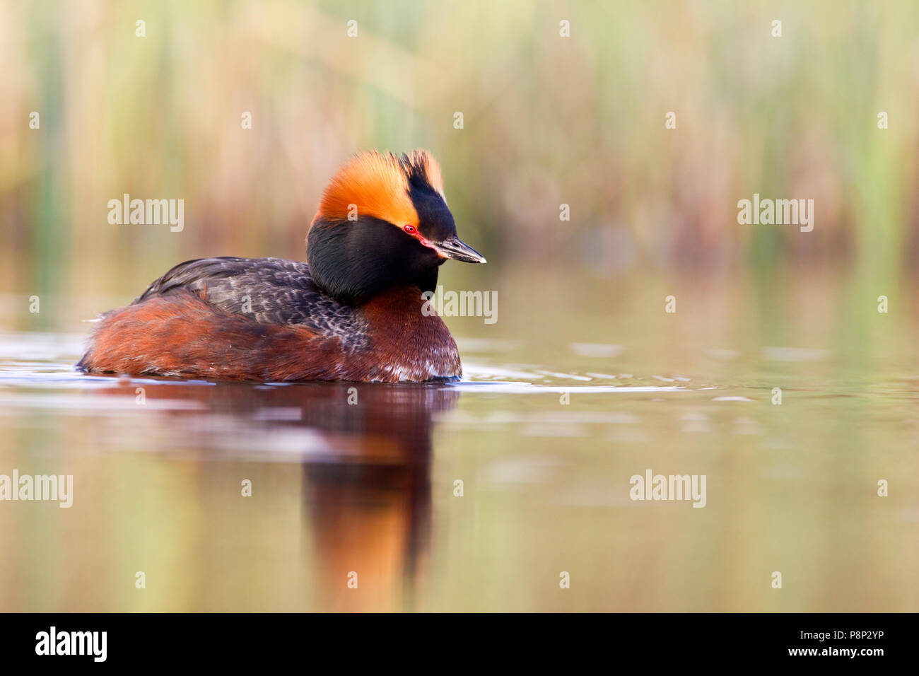 Swimming Horned Grebe on pond Stock Photo - Alamy