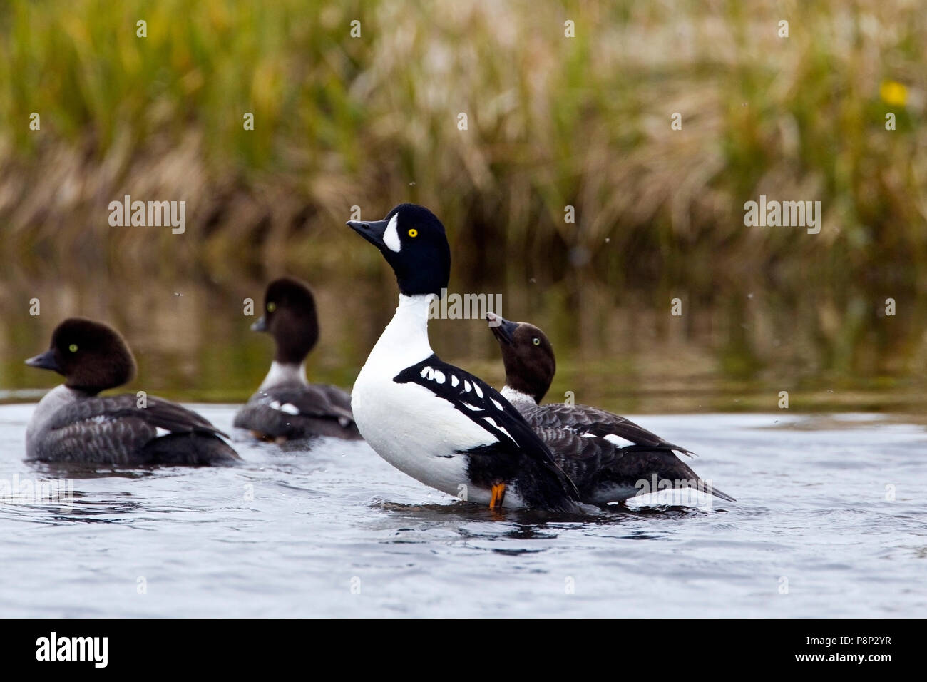 Displaying Male and 3 females Barrow's Goldeneye in river Stock Photo ...