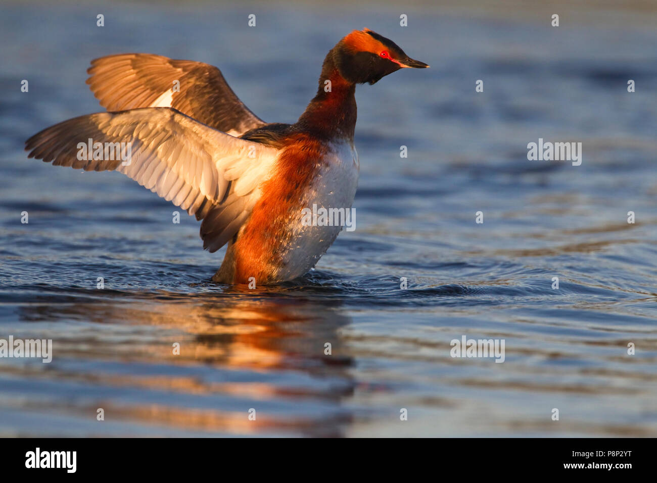 Horned grebe hi-res stock photography and images - Alamy