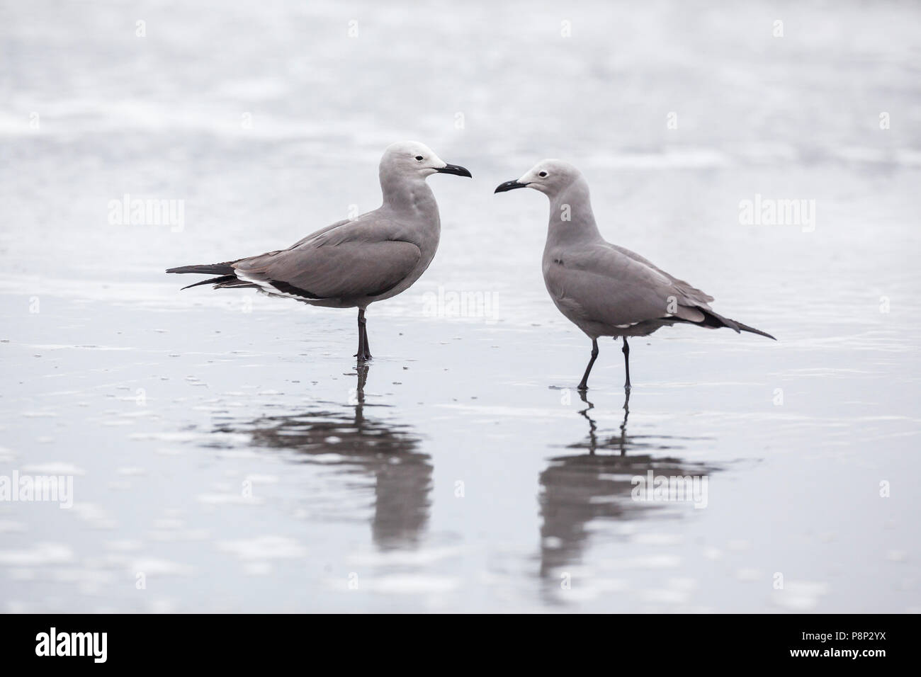 Grey gull leucophaeus modestus hi-res stock photography and images - Alamy