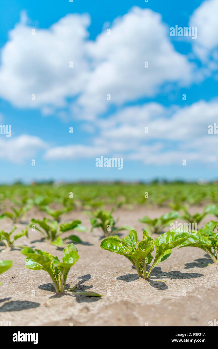 Beet root plants hi-res stock photography and images - Alamy