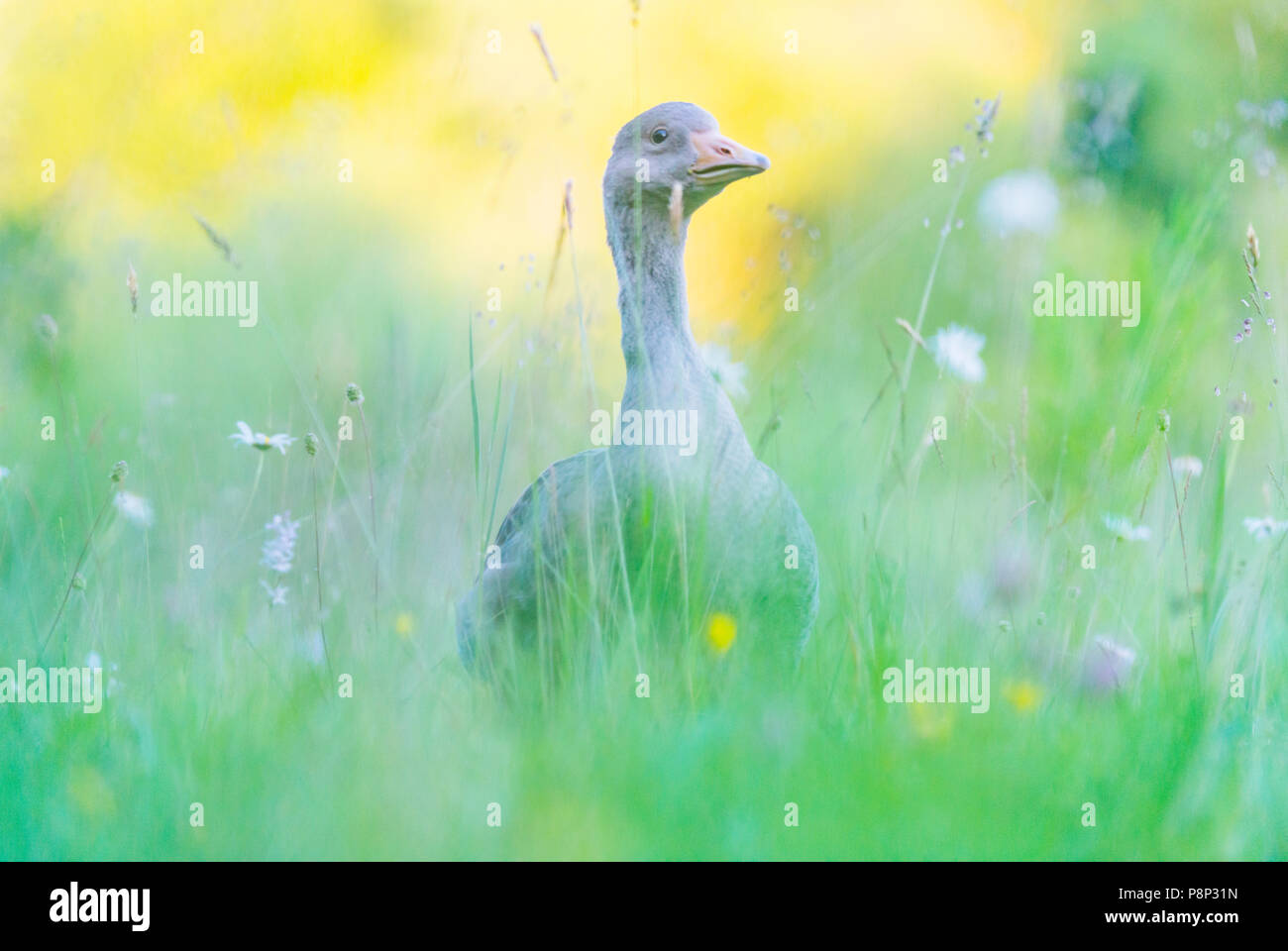 Wildlife in grassland hi-res stock photography and images - Alamy