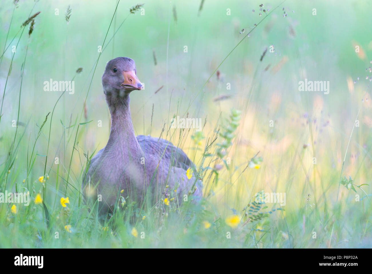 Grassland fauna hi-res stock photography and images - Alamy