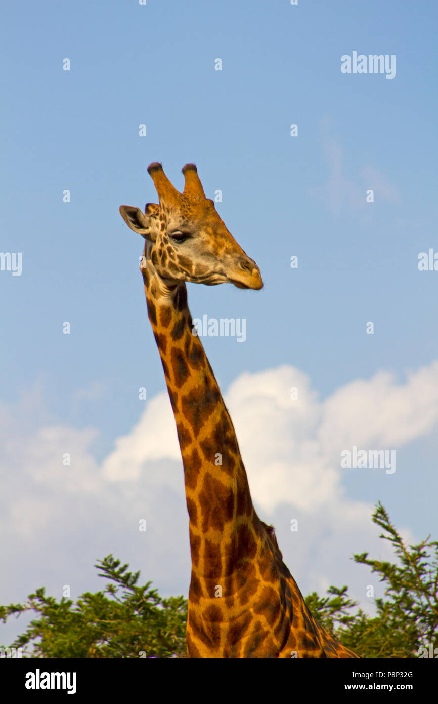 Long yellow neck hi-res stock photography and images - Alamy