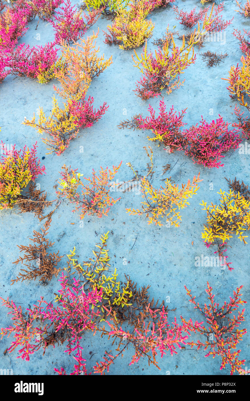 Saltplant hi-res stock photography and images - Alamy