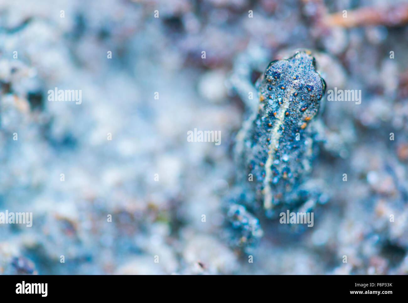 young natterjack toad Stock Photo - Alamy